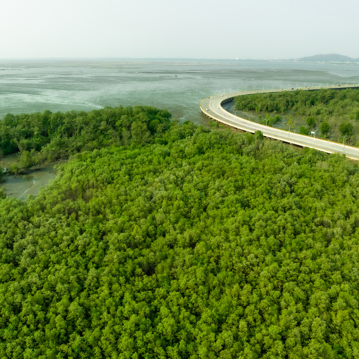 From ammonia to hydrogen: paving the path towards net-zero